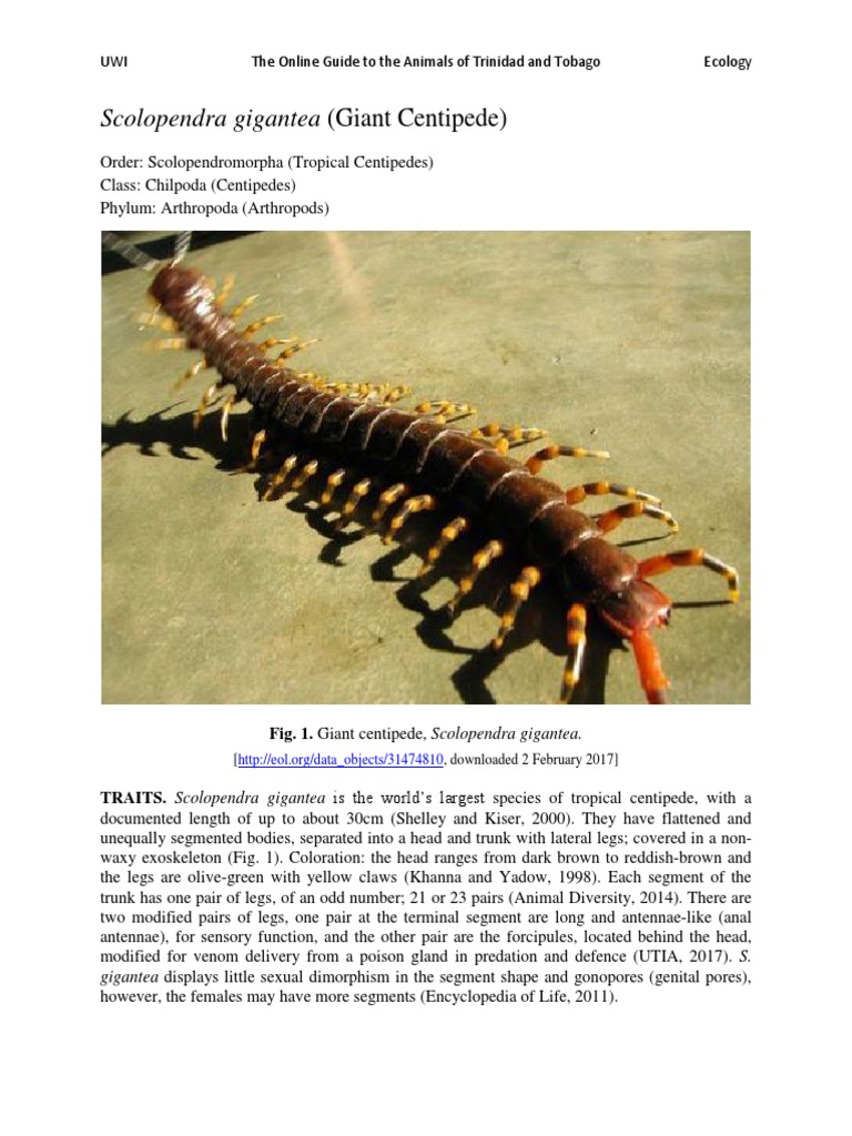 Scolopendra - Gigantea - Giant Centipede | PDF | Predation | Organisms