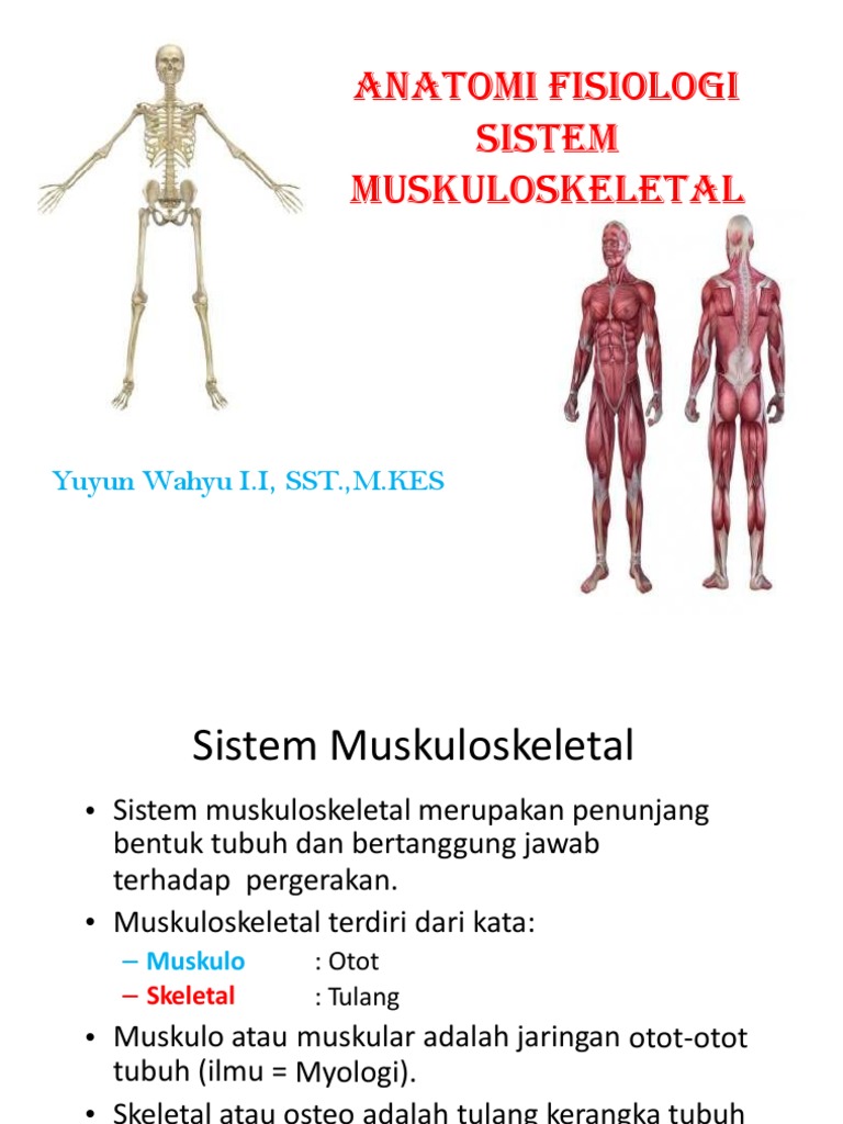 Anatomi dan Fisiologi Sistem Muskuloskeletal | PDF