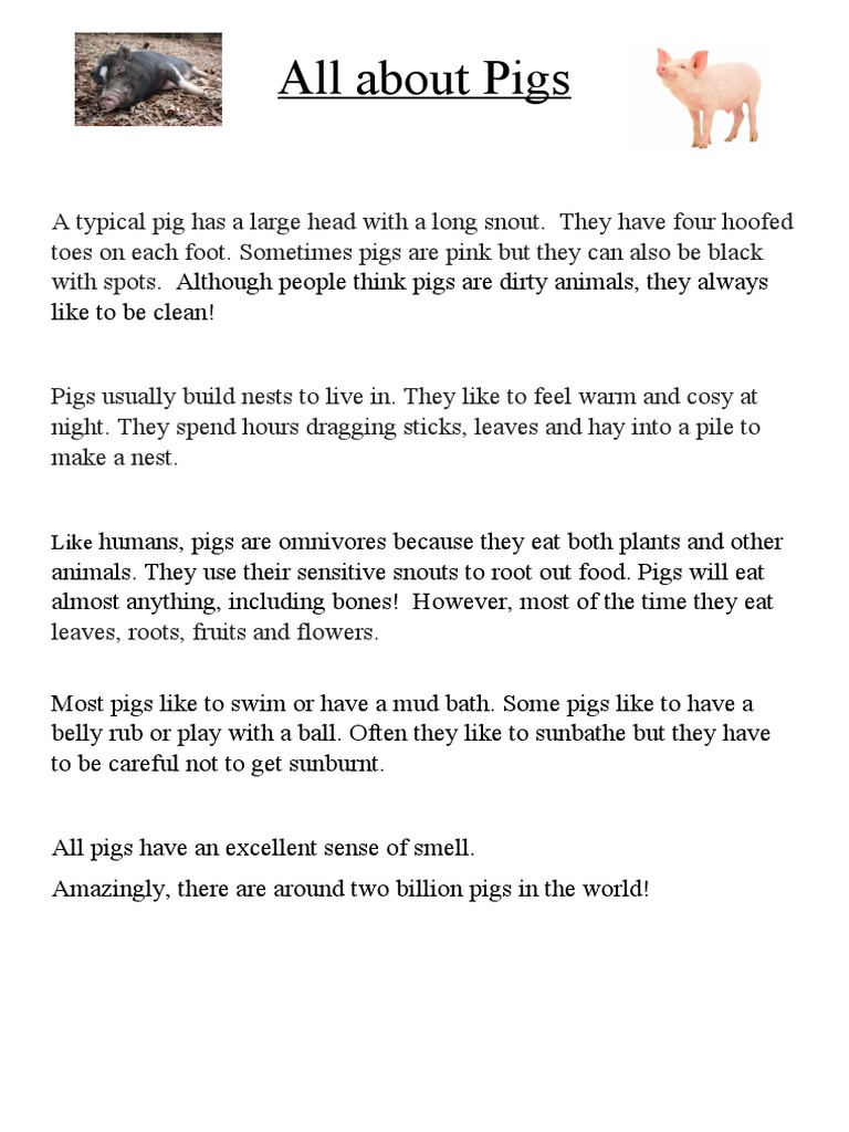 All About Pigs | PDF