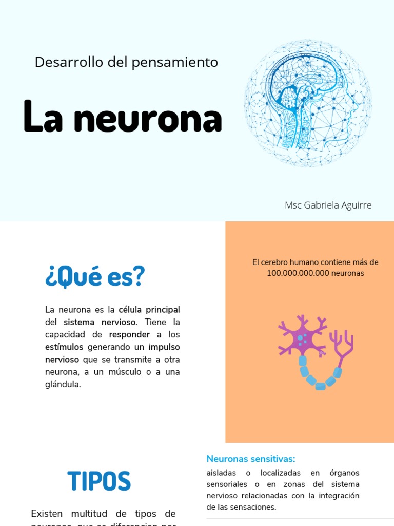 La Neurona | PDF | Neurona | Sinapsis