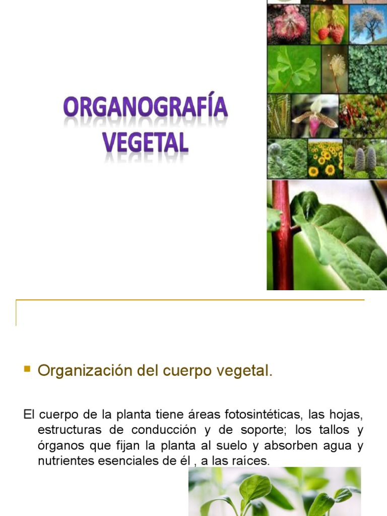 Hoja, Tallo y Raiz | PDF | Raíz | Tallo de la planta