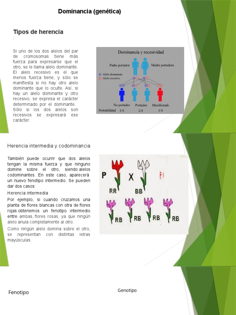 Tipos de Herencia | PDF