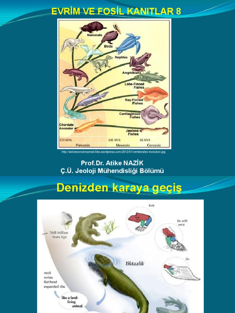 Avrim Ve Dosil Kanıtları Ali Demirsoy | PDF