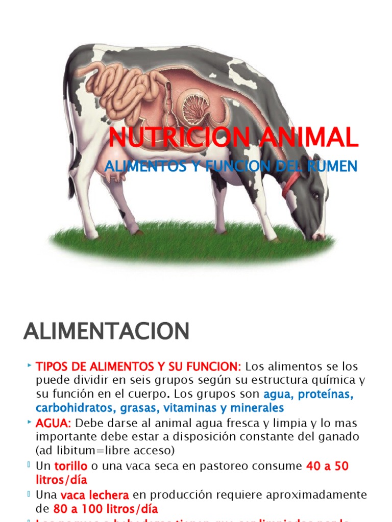 Fundamentos de Nutrición Animal | PDF | Alimentos | Digestión