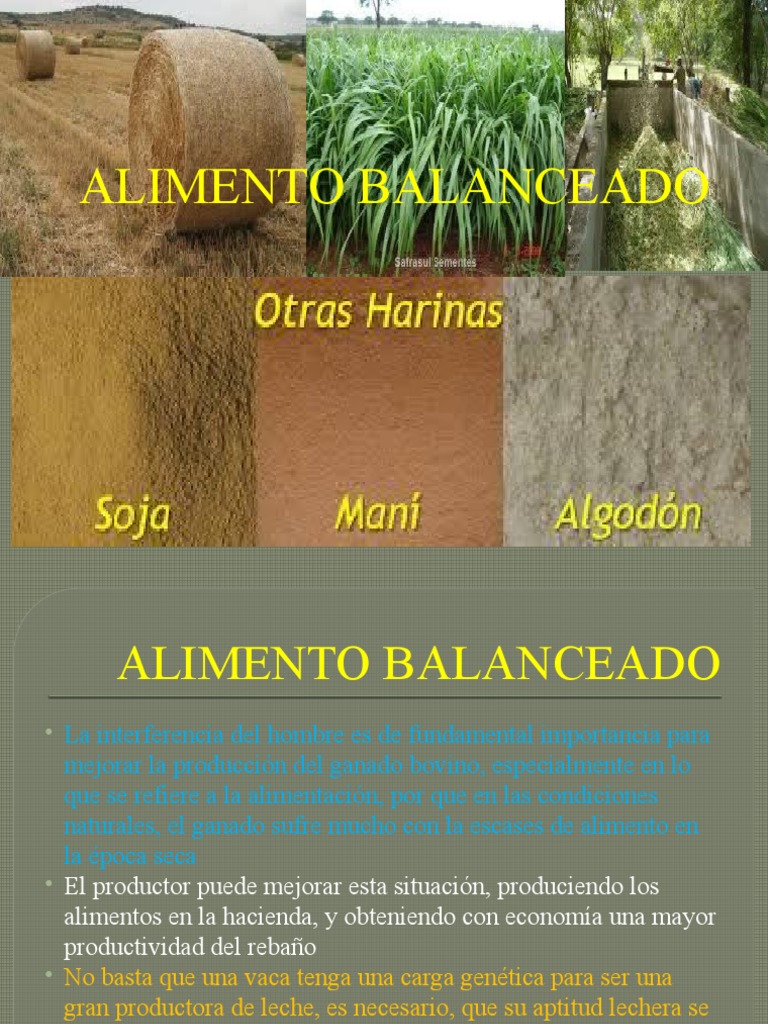 Tema 4 Alimento Balanceado | PDF | Alimentos | Vacas