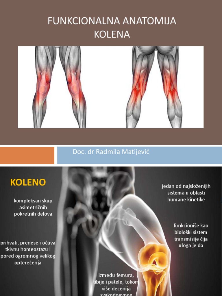 Funkcionalna Anatomija Kolena RM | PDF