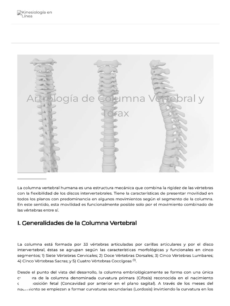 ANATOMIA DE COLUMNA VERTEBRAL - Articulaciones y Ligamentos | PDF