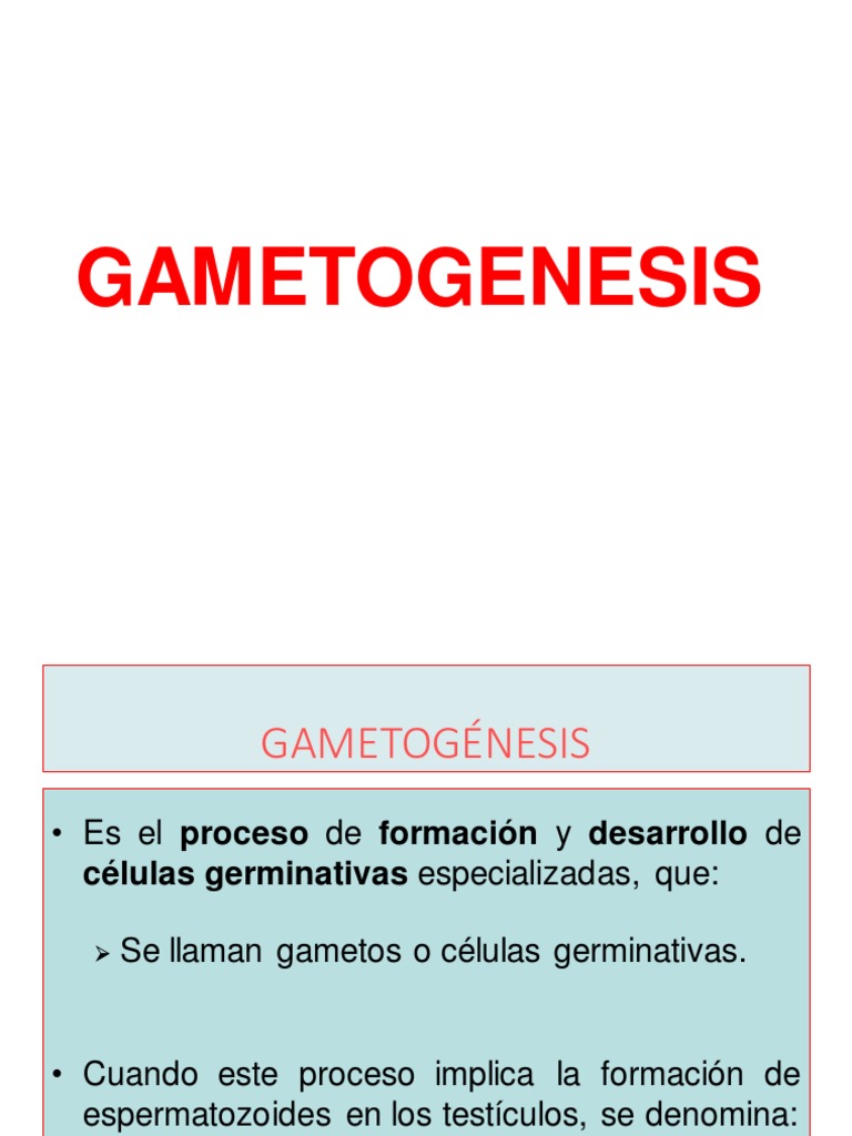 GAMETOGENESIS | PDF