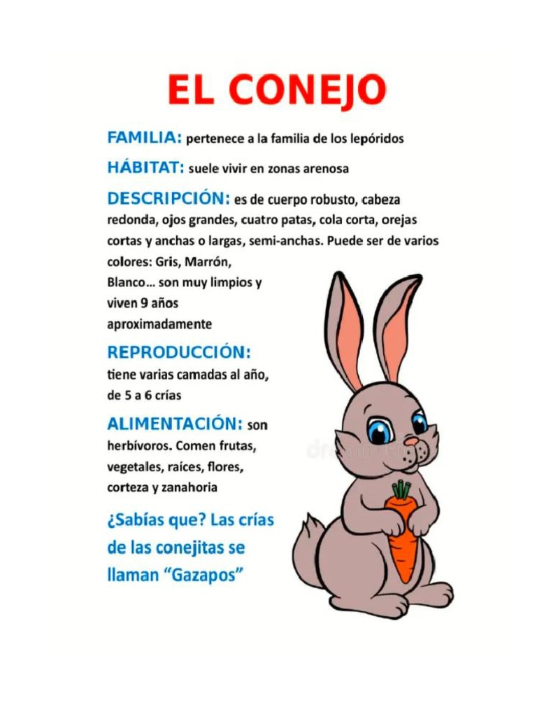 Conejo | PDF