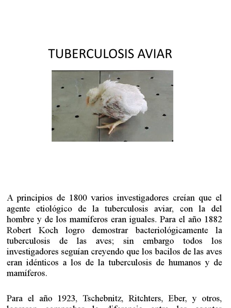 Tuberculosis Aviar | PDF | Tuberculosis | Aves