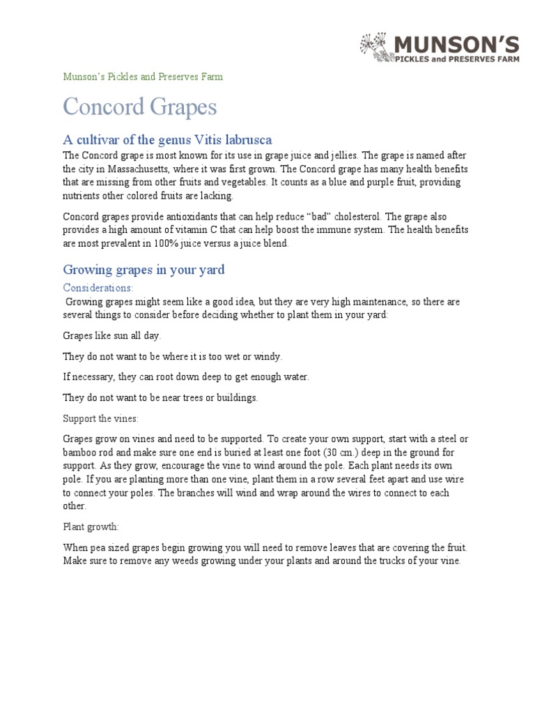 (L4) My Concord Grapes Simple Formatting | PDF | Grape | Vitis