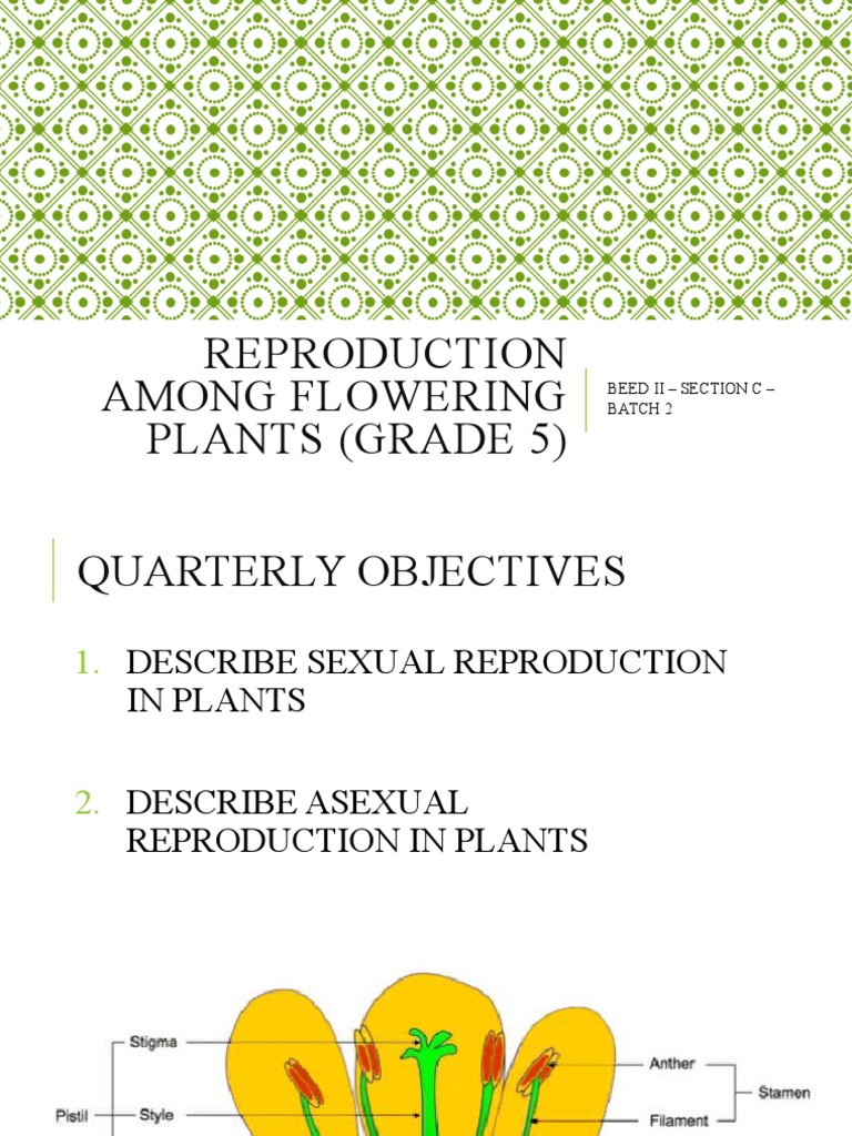 Reproduction Among Flowering Plants Grade 5 | PDF
