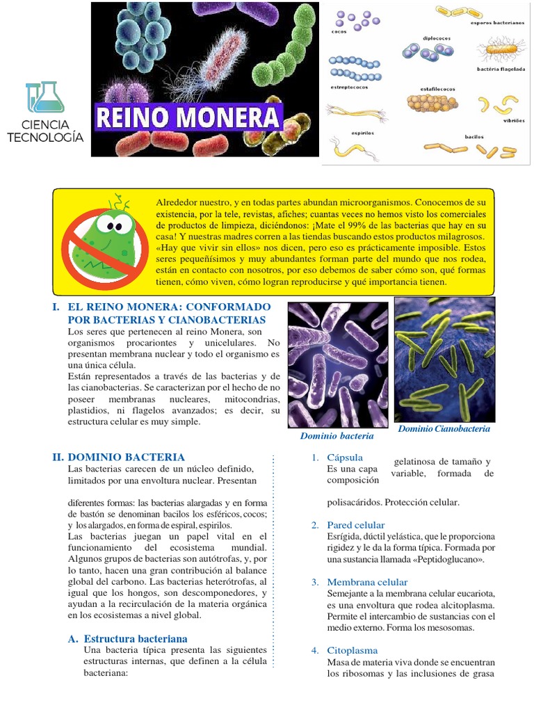 Reino Monera para Primero Grado de Secundaria | PDF | Las bacterias | Biología Celular)