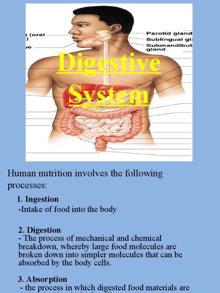 Digestive System PPT | PDF | Digestion | Human Digestive System
