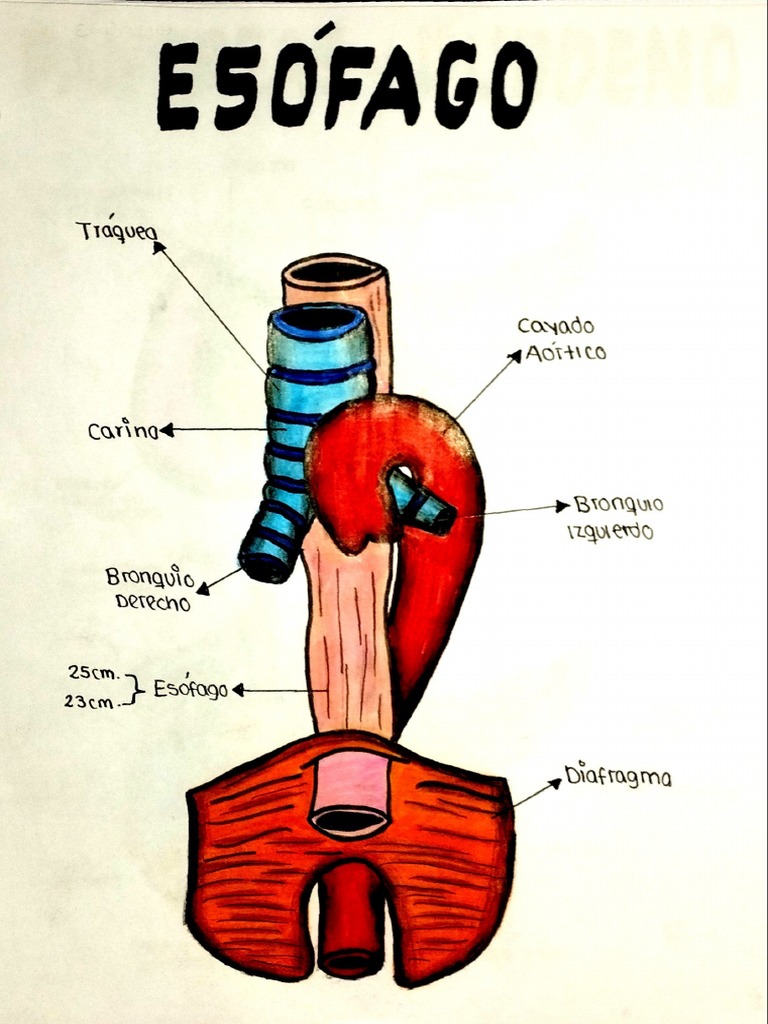 Anatomía Esofago | PDF