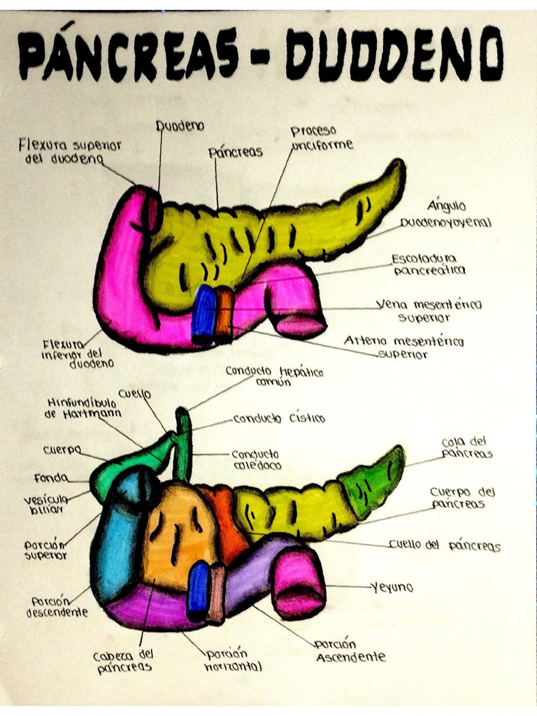 Anatomía - PANCREAS | PDF