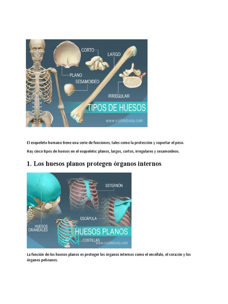 Clasificacion de Los Huesos y Tipos de Huesos | PDF | Esqueleto | Hueso Clasificacion de Los Huesos y Tipos de Huesos | PDF | Esqueleto | Hueso