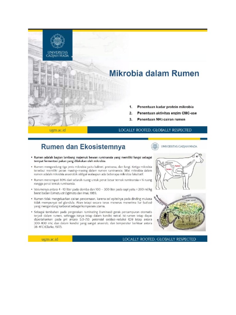 ACARA 2 Mikrobia Dalam Rumen | PDF