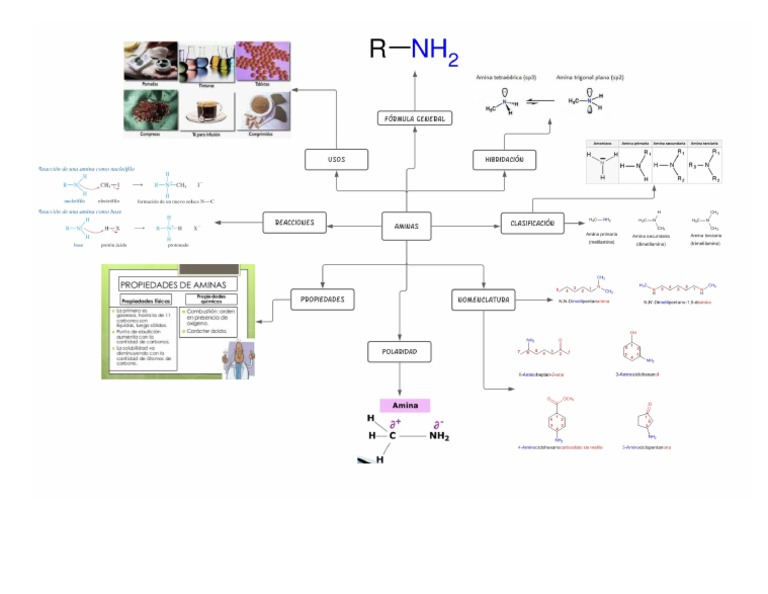 Mapa Mental-Aminas | PDF