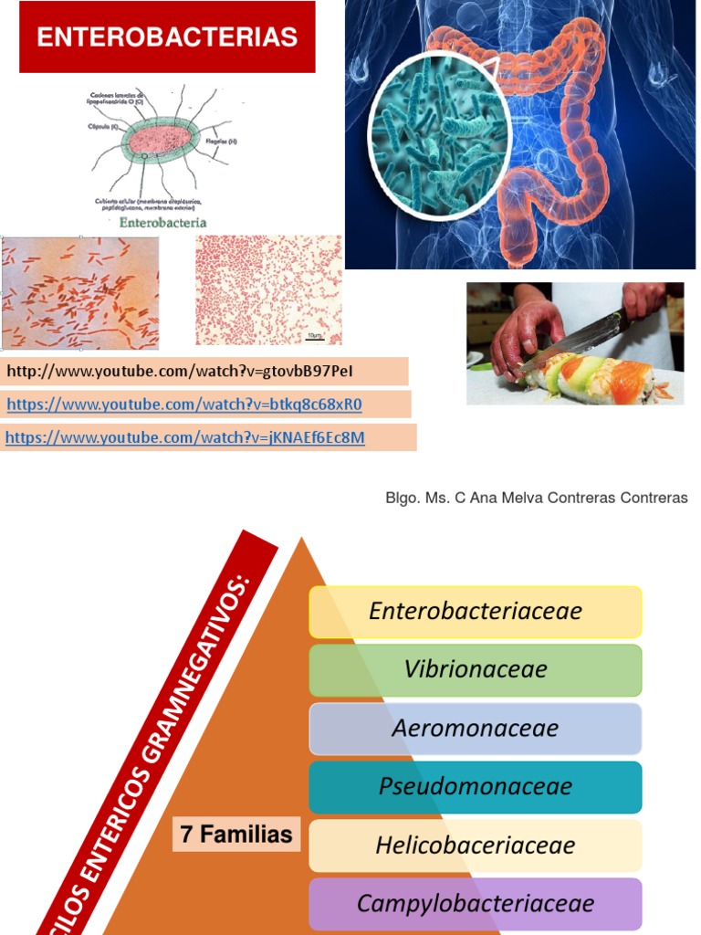 Características de Enterobacterias | PDF | Escherichia coli | Organismos