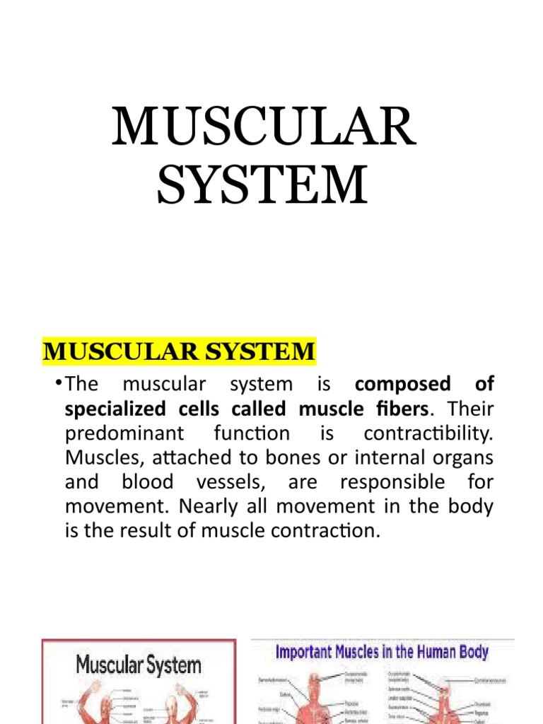 Muscular System | PDF | Skeletal Muscle | Weakness