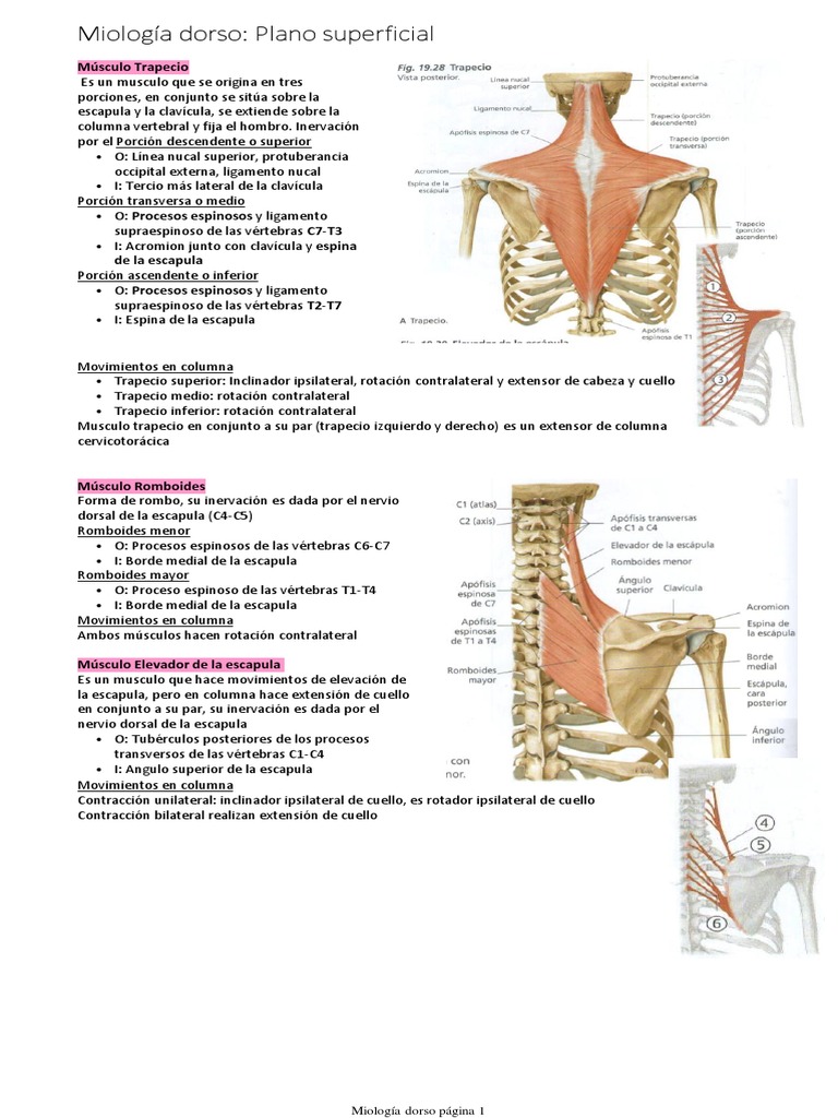 Miología Dorso | PDF