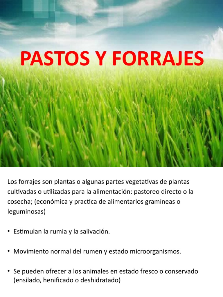 Pastos y Forrajes | PDF | Pasto | Agricultura