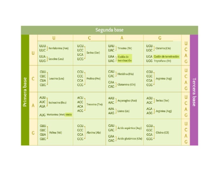Tabla de Codones | PDF