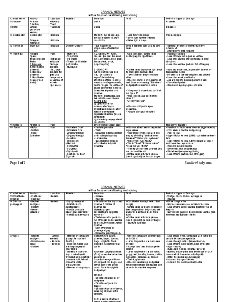 Cranial Nerves | PDF