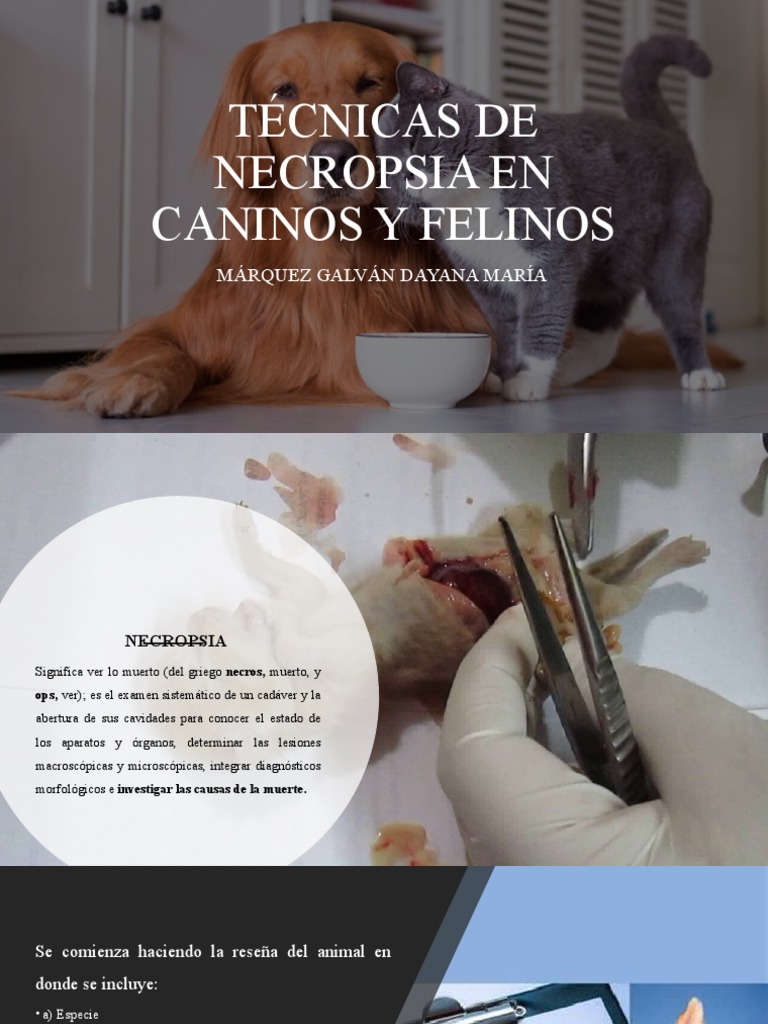 Técnicas de Necropsia en Caninos y Felinos | PDF | Tracto ...