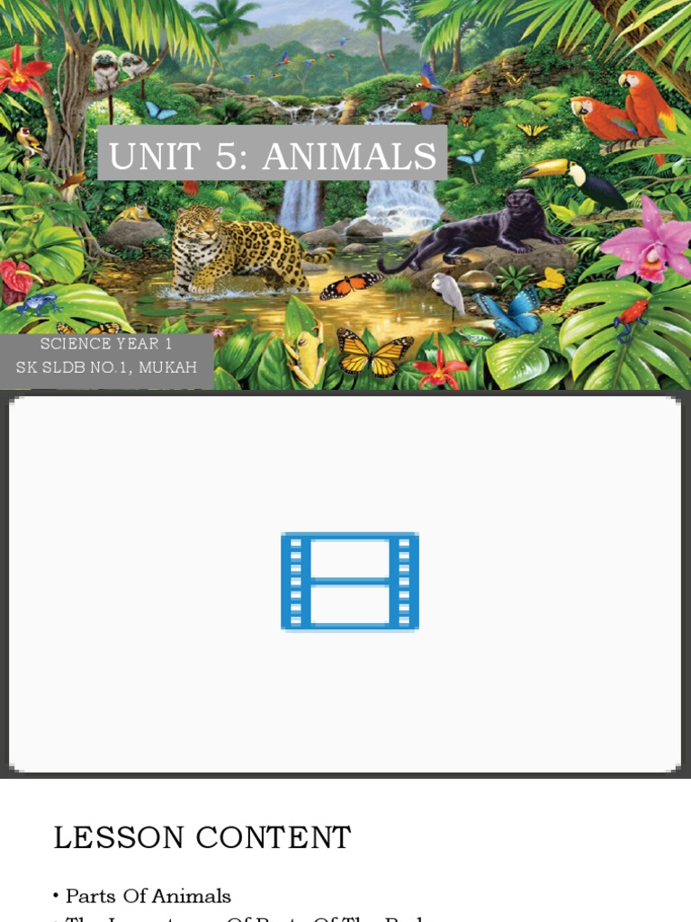Unit 5 Animals Year 1 | PDF