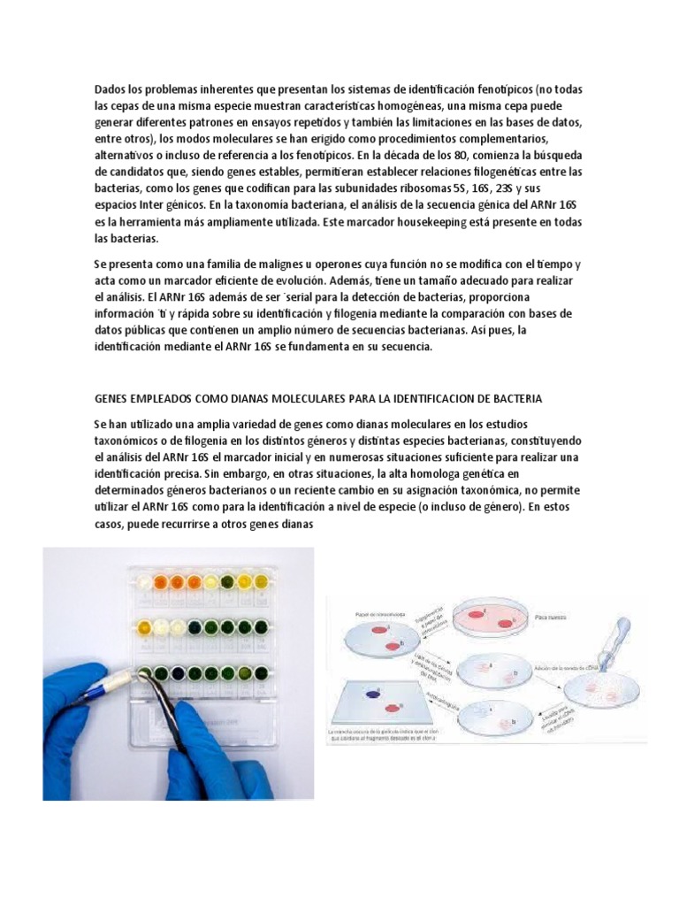 Identificación de Enterobacterias Por Pruebas Serológicas | PDF