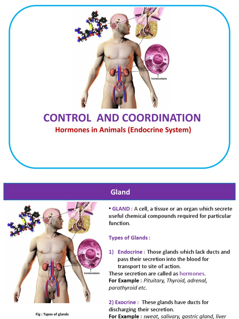 Control and Coordination Chapter 1 Notes For Class 10 WBBSE - Ranjan ... Control and Coordination Chapter 1 Notes For Class 10 WBBSE - Ranjan ...