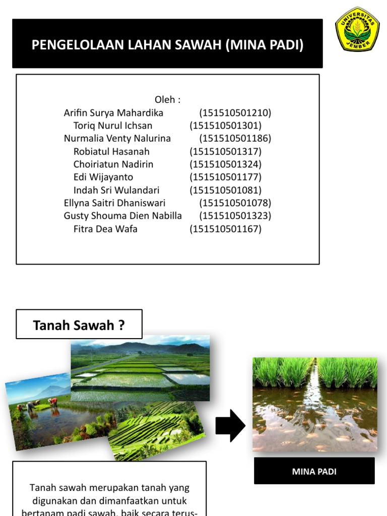 Panduan Praktis Mina Padi | PDF