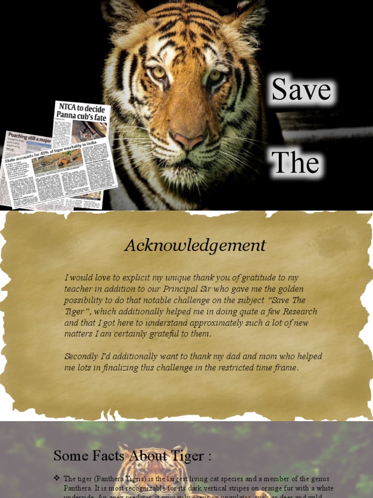 Save The Tiger (ASL) Group-E Class XB | PDF | Tiger | Conservation Biology