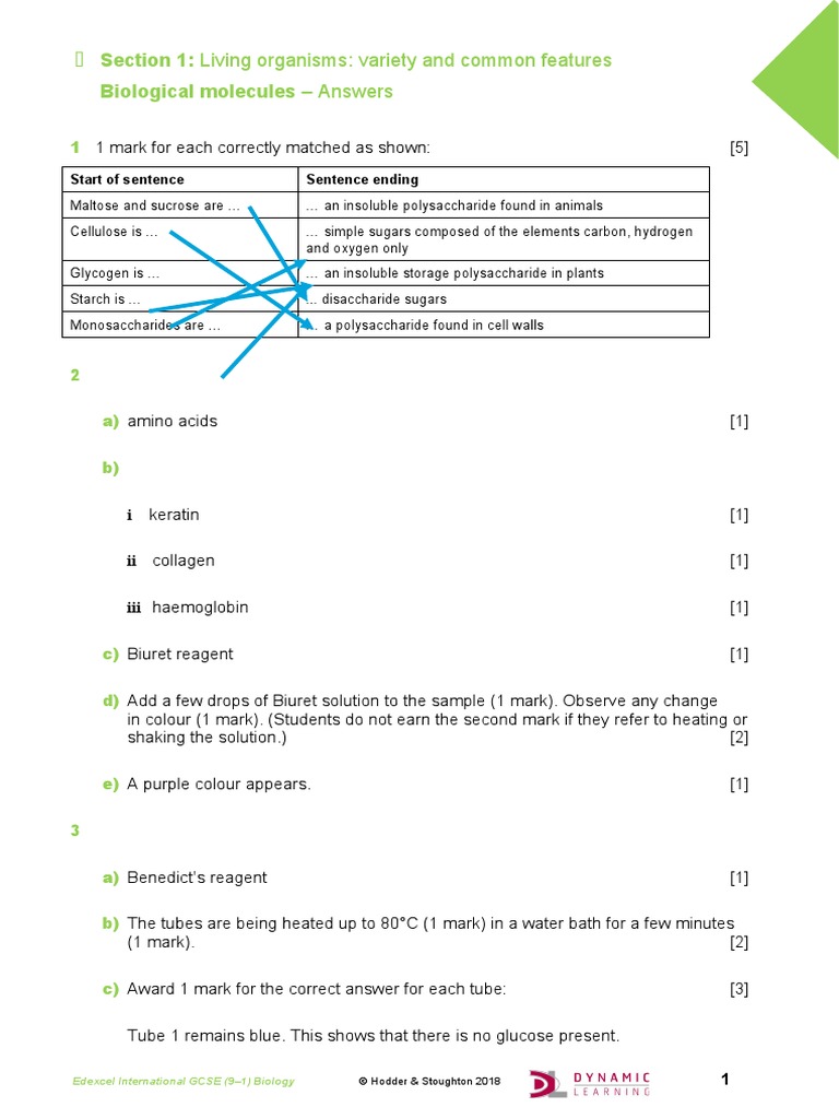 Worksheet Answers Biological Molecules | PDF | Glucose | Carbohydrates