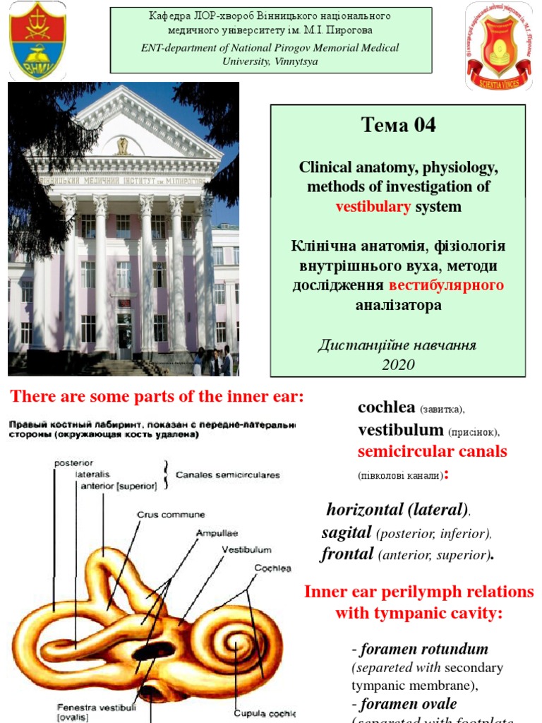 Topic 4 Vestibular System | PDF | Vestibular System | Ear