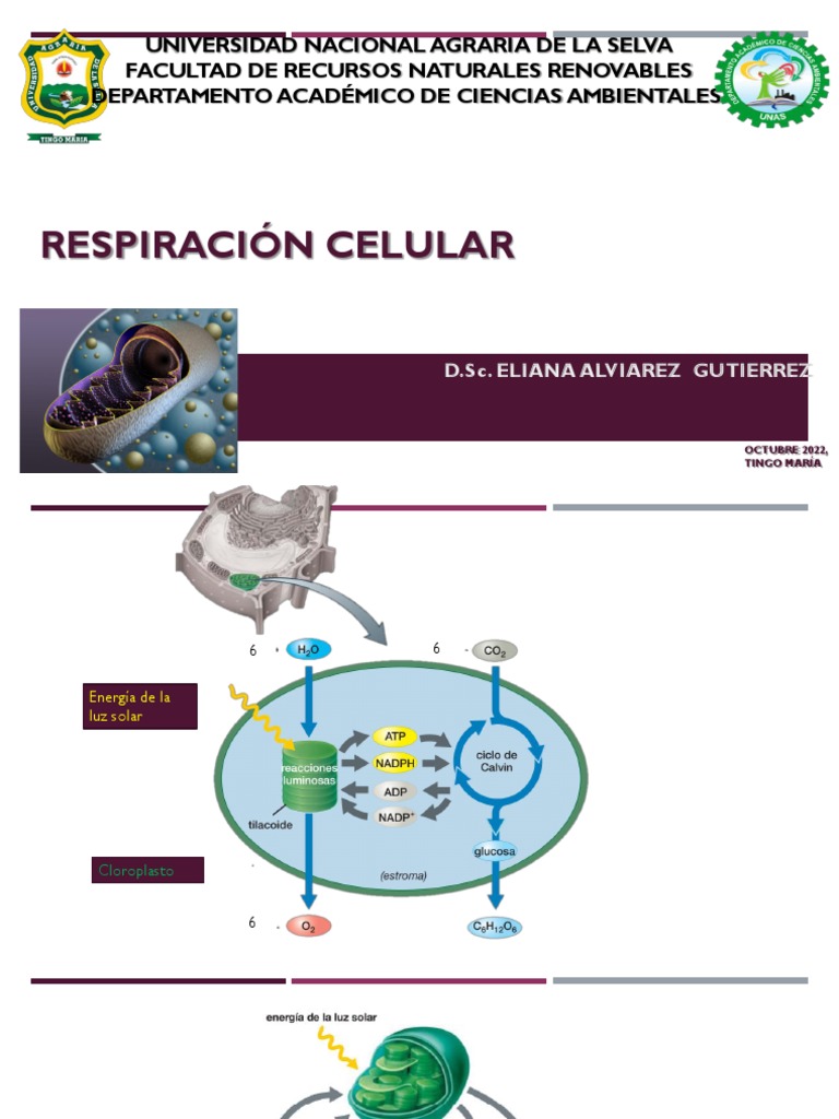 Respiración Celular | PDF | Ciencia y matemáticas