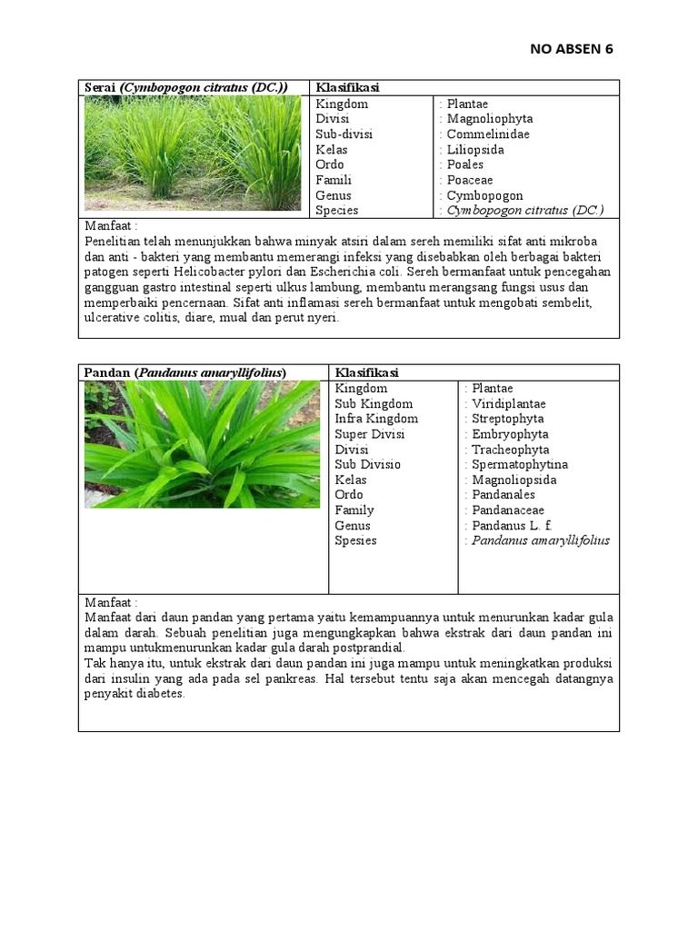 Klasifikasi dan Manfaat Tanaman Sereh | PDF