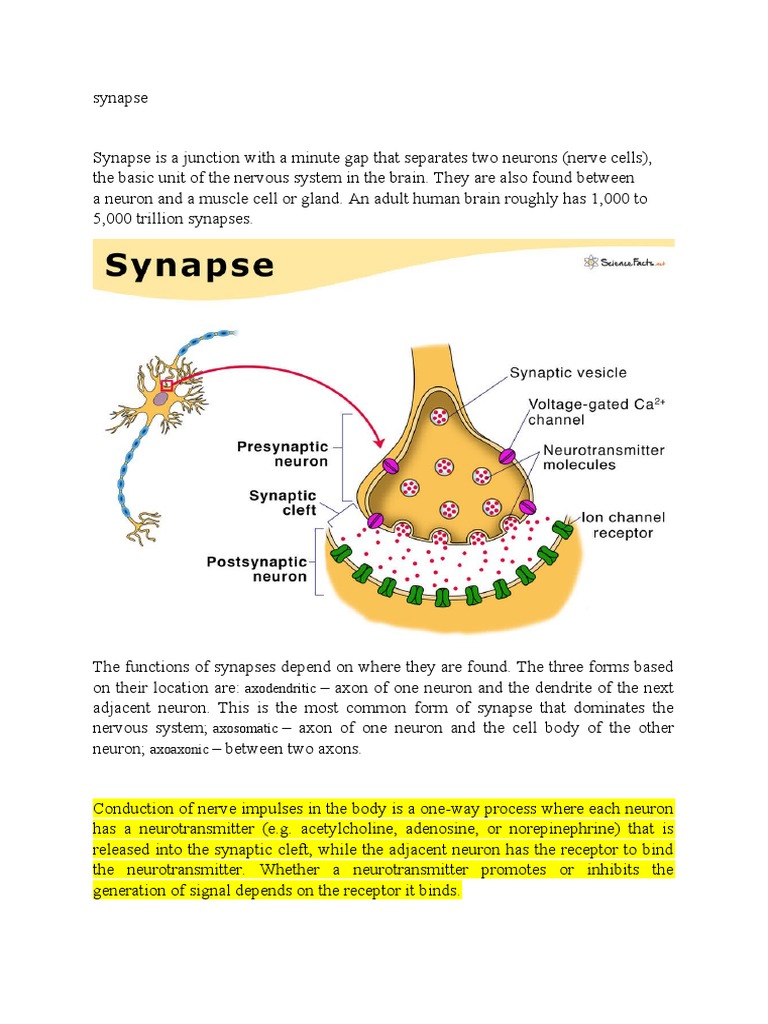 Ini Saraf | PDF | Chemical Synapse | Synapse