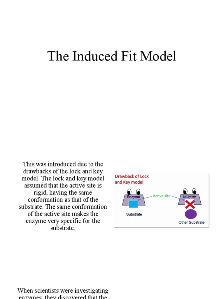 The Induced Fit Model | PDF
