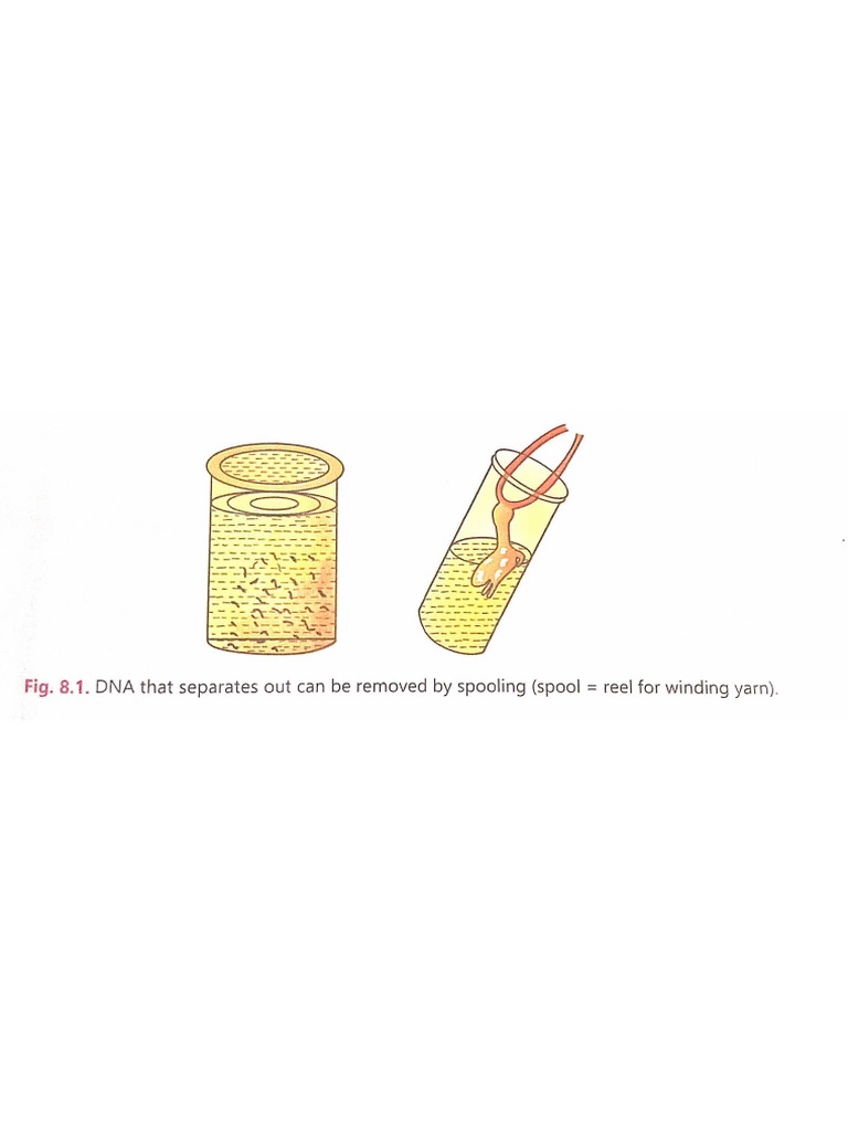 DNA Isolation From Plant | PDF
