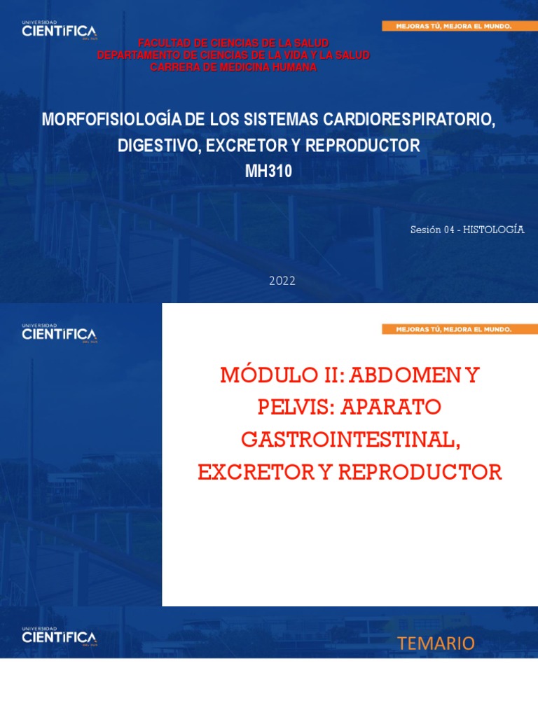 14+HISTOLOG%C3%8DA | PDF | Epitelio | Testículo
