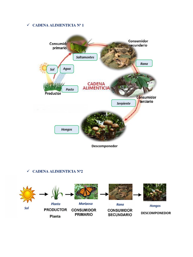 Cadena Alimenticia | PDF