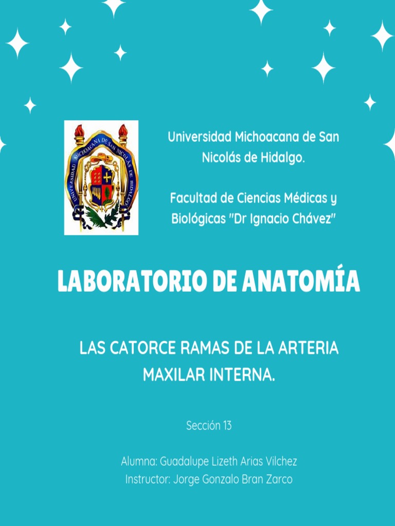 Ramas de la Arteria Maxilar Interna | PDF | Anatomía humana | Cabeza y ...