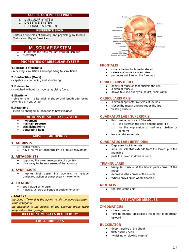 Anatomy Course Outline: Muscular System | PDF | Lung | Respiratory Tract