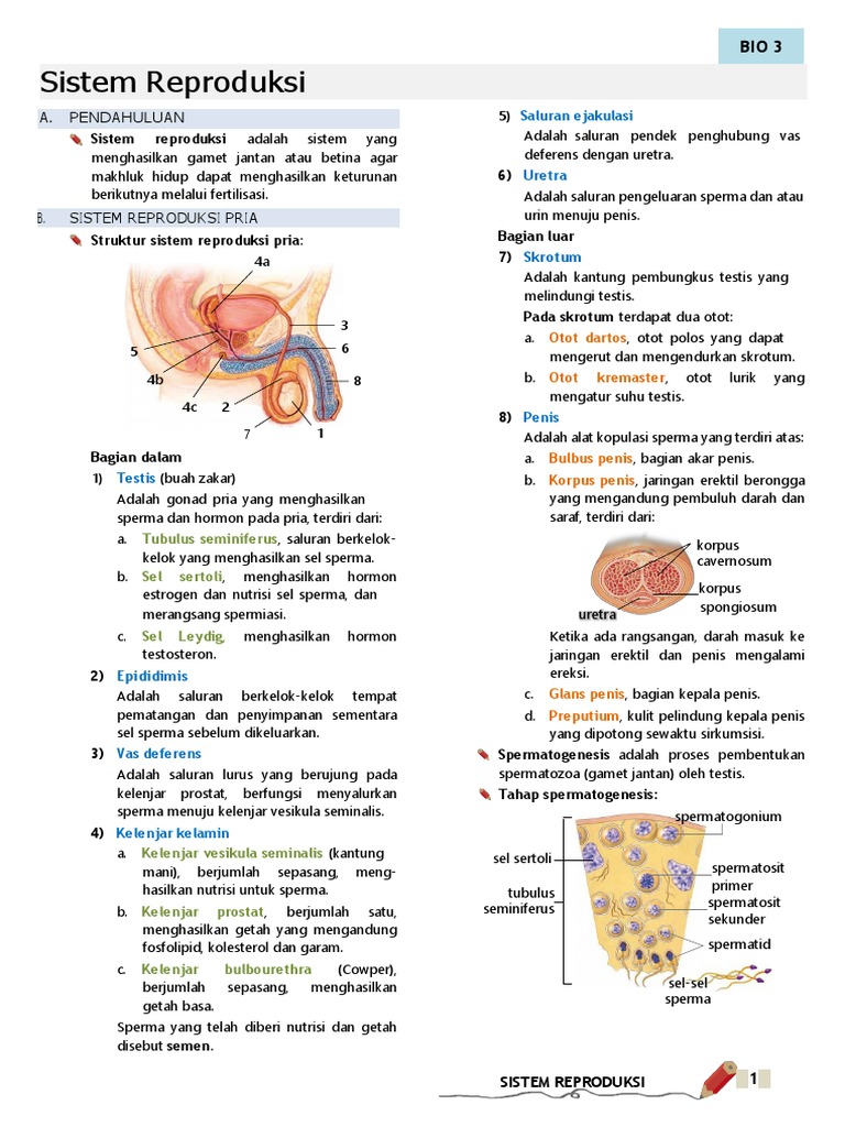 Materi Sistem Reproduksi | PDF