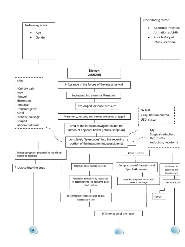 Patho Intussusception Revised | PDF | Medical Specialties | Clinical Medicine