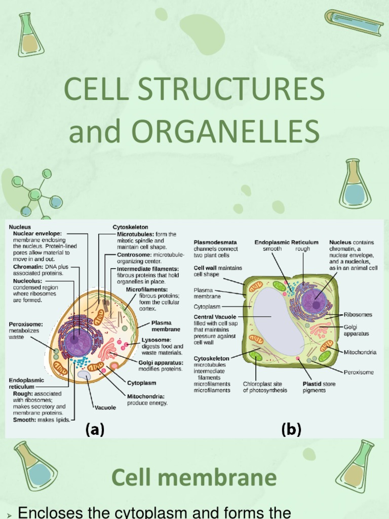 Cell Structures and Organelles | PDF | Endoplasmic Reticulum | Cell ...