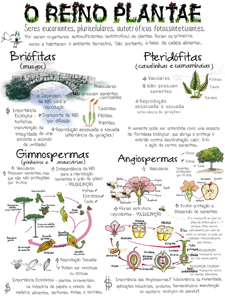 O Reino Plantae | PDF